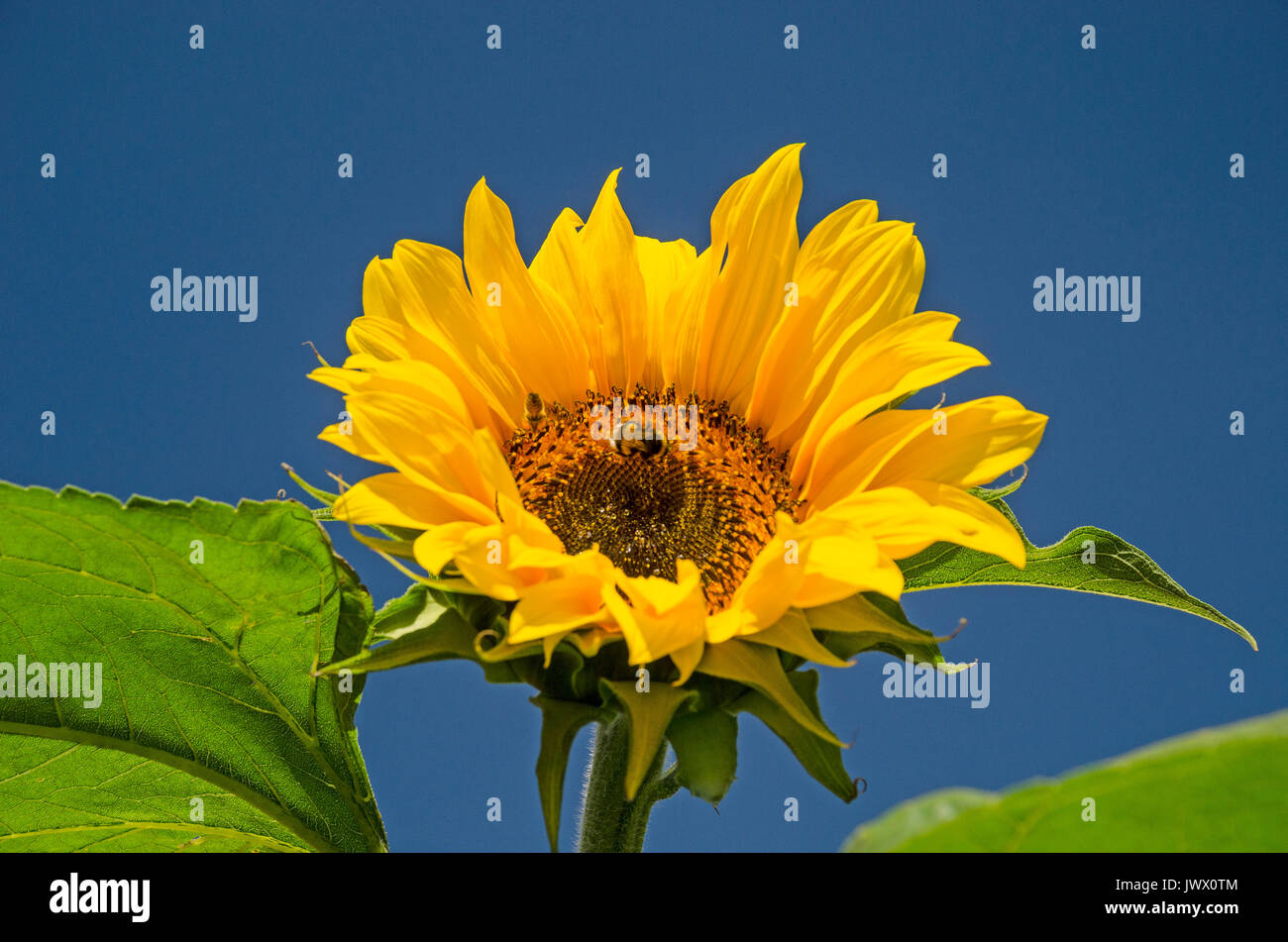 sunflower blue sky Stock Photo - Alamy