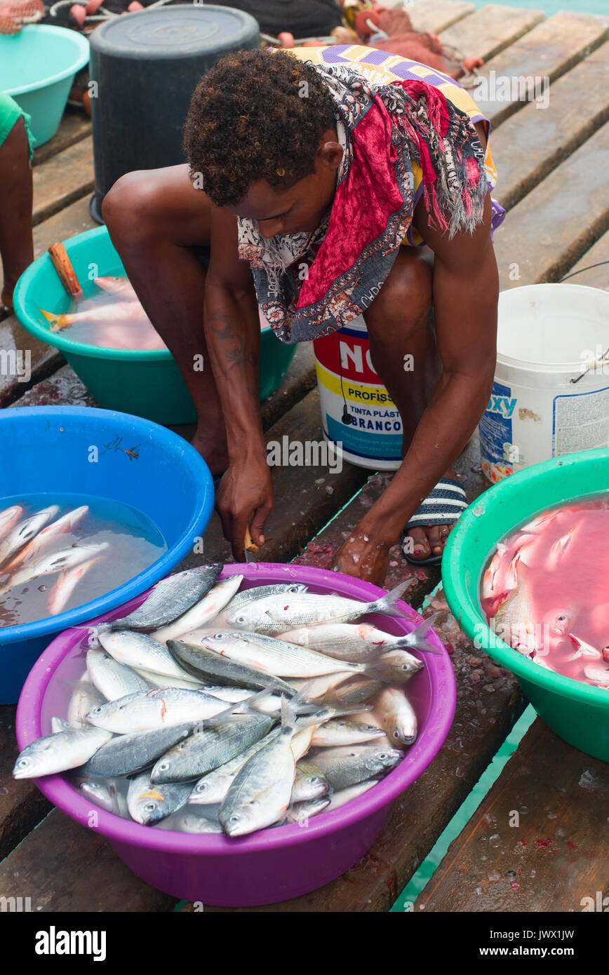 Scaling fish, Cape Verde Stock Photo - Alamy