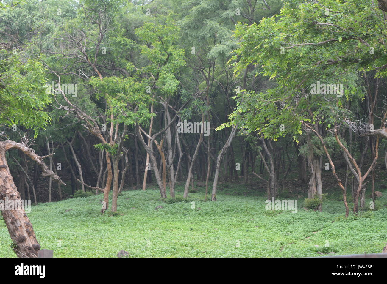 India jungle hi-res stock photography and images - Alamy