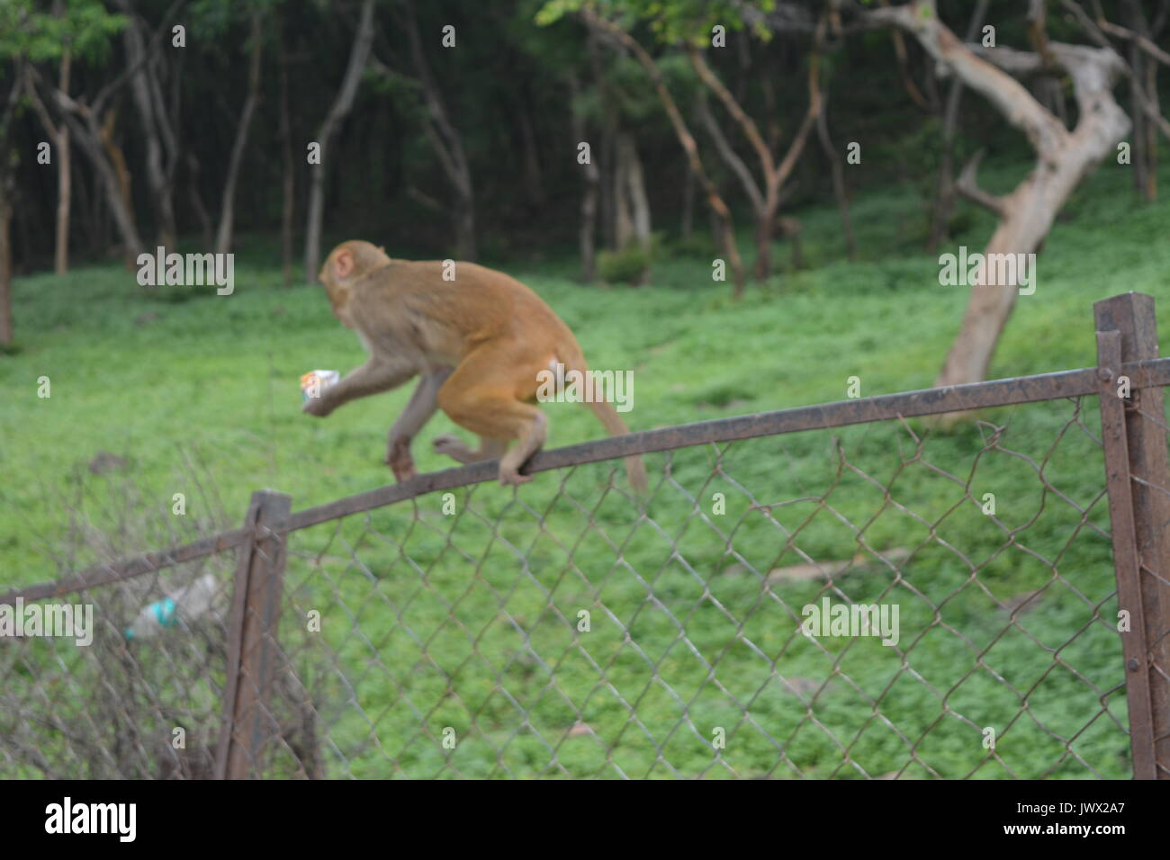 India forest monkey hi-res stock photography and images - Alamy