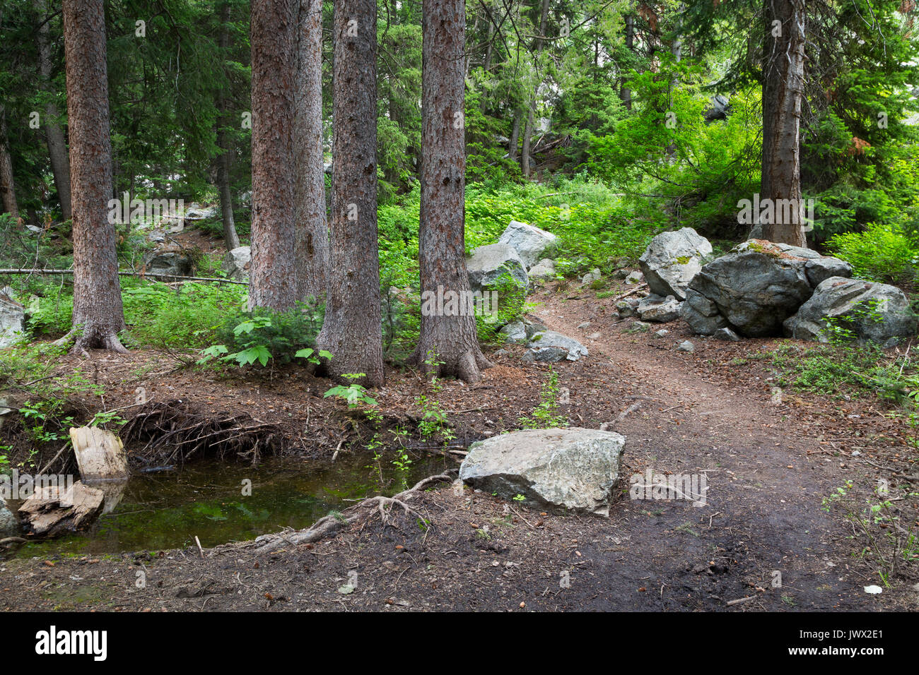 A shady evergreen grove along the Granite Canyon Trail in the Teton ...