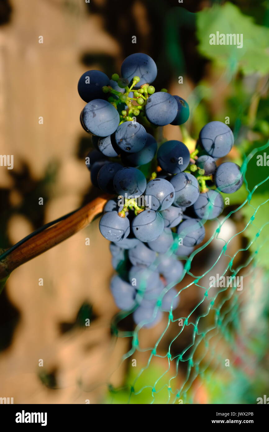 Netting vineyard winery fruit hi-res stock photography and images - Alamy