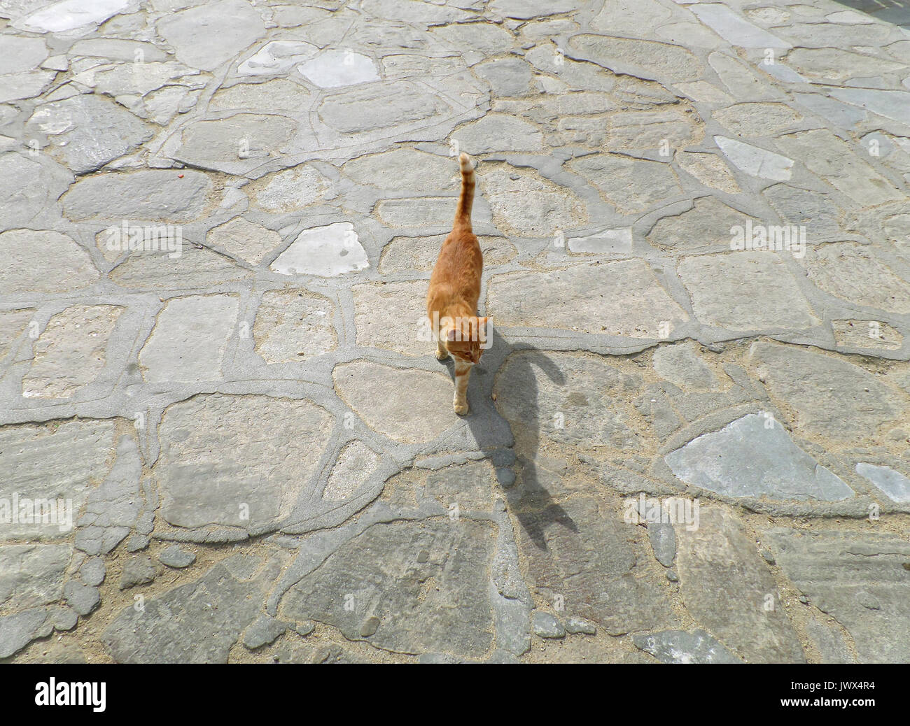 Little cat walking in the sunlight with amazing shadow on the stone ...