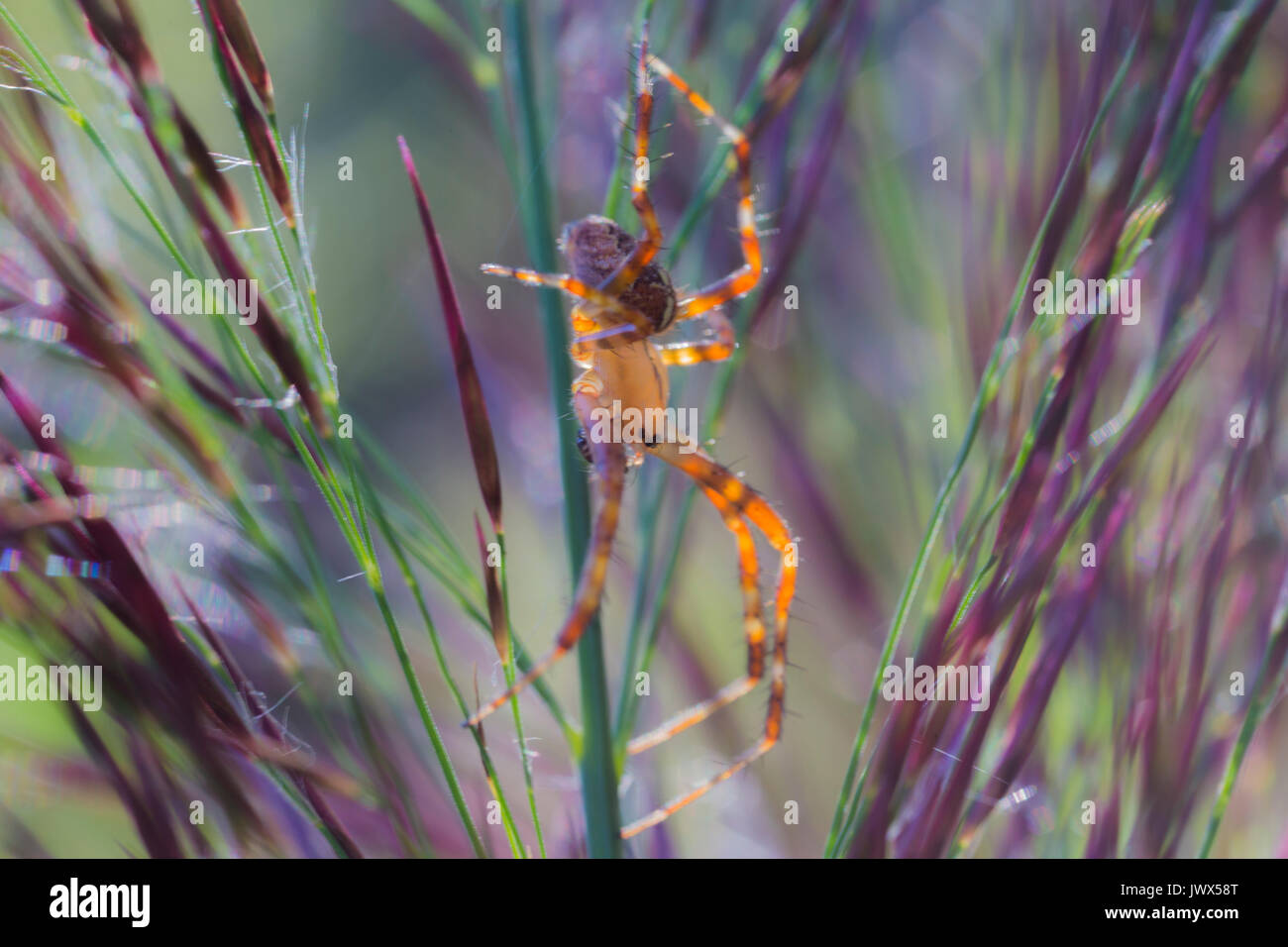 Spider in the swamp Stock Photo - Alamy