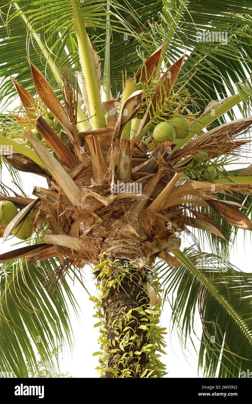 Low Angle of the Fruitful Coconut Tree, Vertical Photo Stock Photo - Alamy