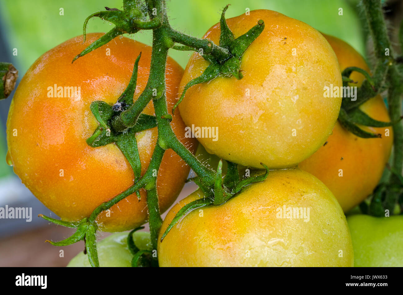 Tomatoes red ripe hi-res stock photography and images - Alamy