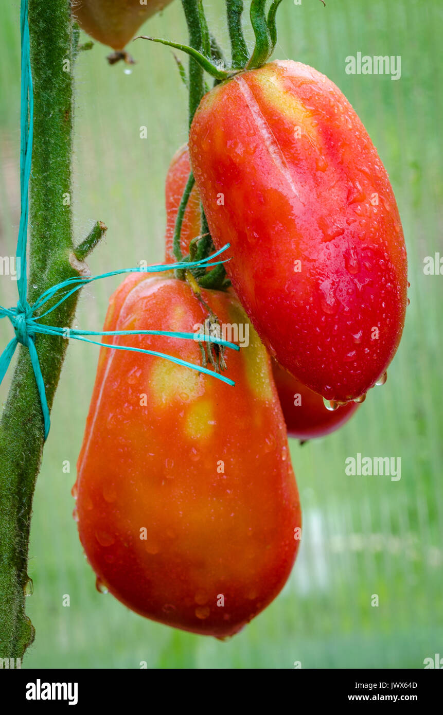 Big juicy tomatoes hi-res stock photography and images - Alamy