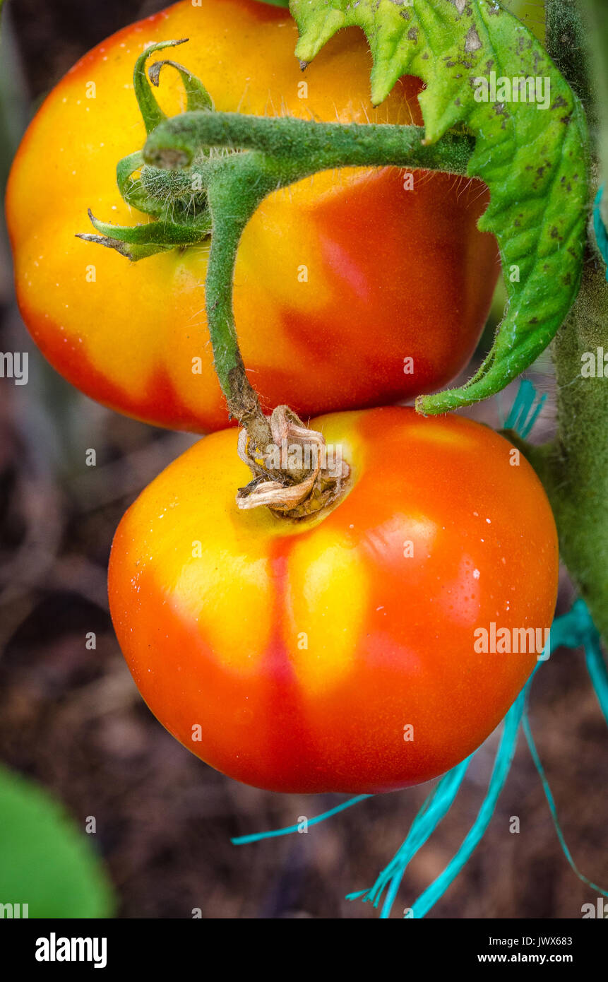 Ripe tomatoes, large Stock Photo - Alamy