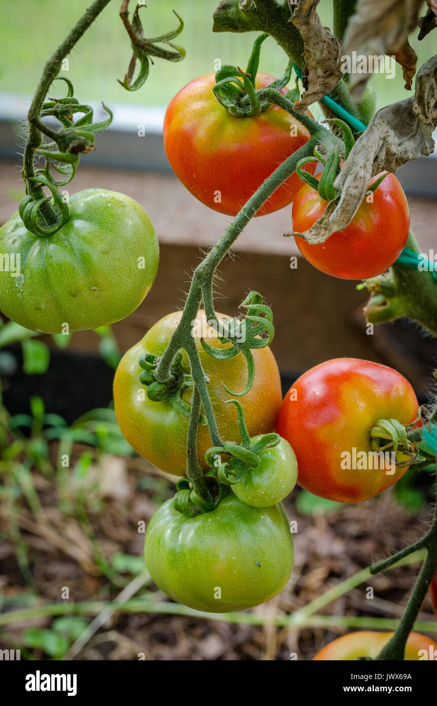 Big juicy tomatoes hi-res stock photography and images - Alamy