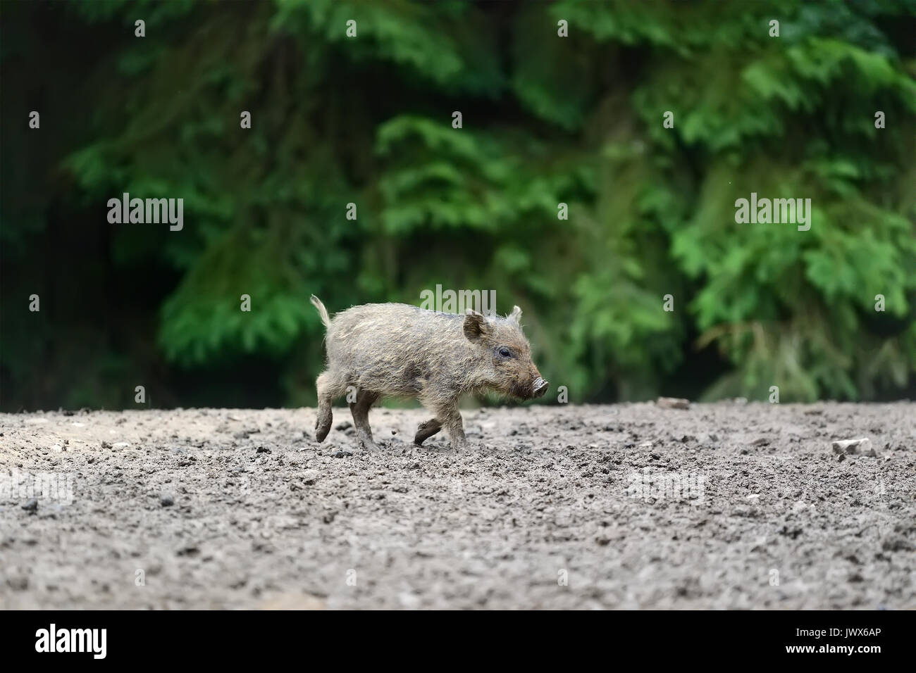 Hoofs are small hi-res stock photography and images - Alamy