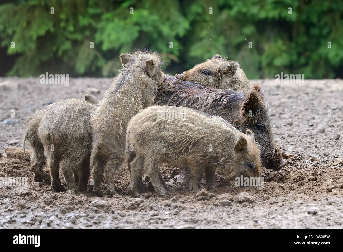 Small wild boar in the forest in the springtime Stock Photo - Alamy