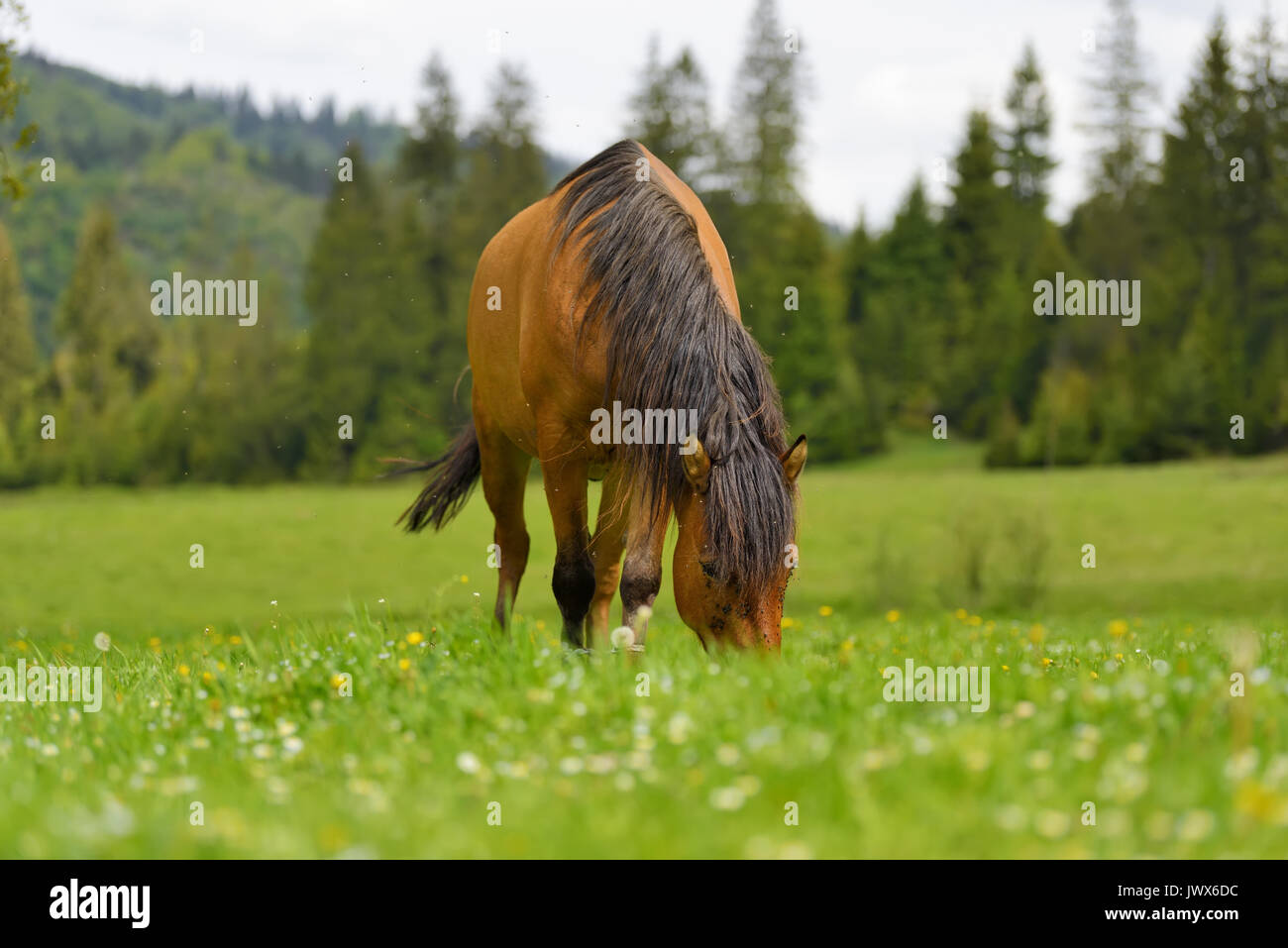 Black foal on the pasture hi-res stock photography and images - Alamy