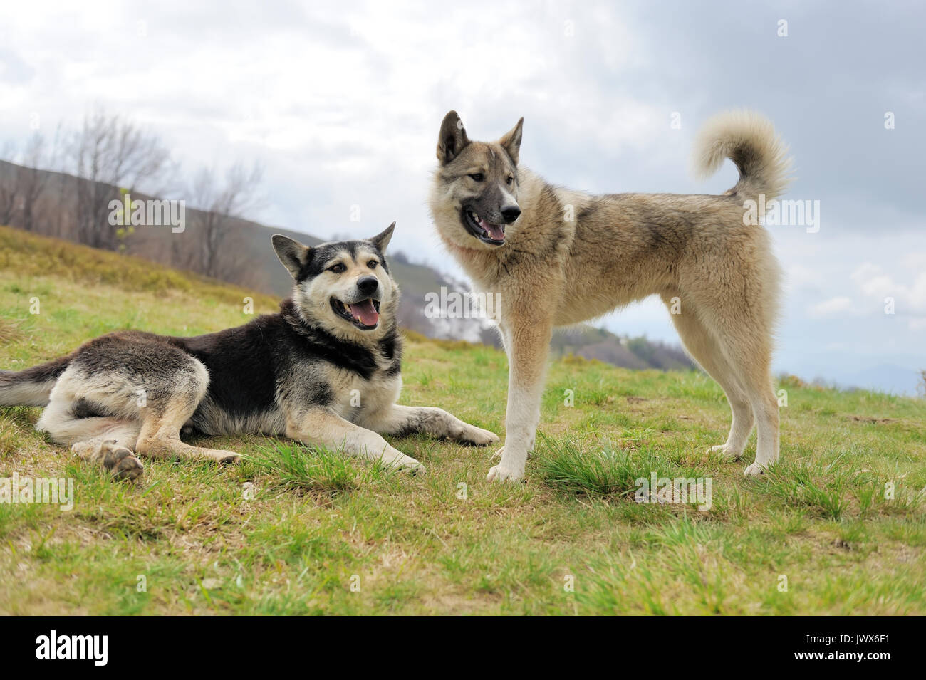 Two mongrel dogs in the nature Stock Photo - Alamy