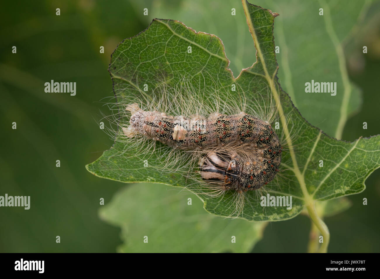 Großkopf-Rindeneule, Großkopf, Aueneule, Raupe frisst an Zitterpappel ...