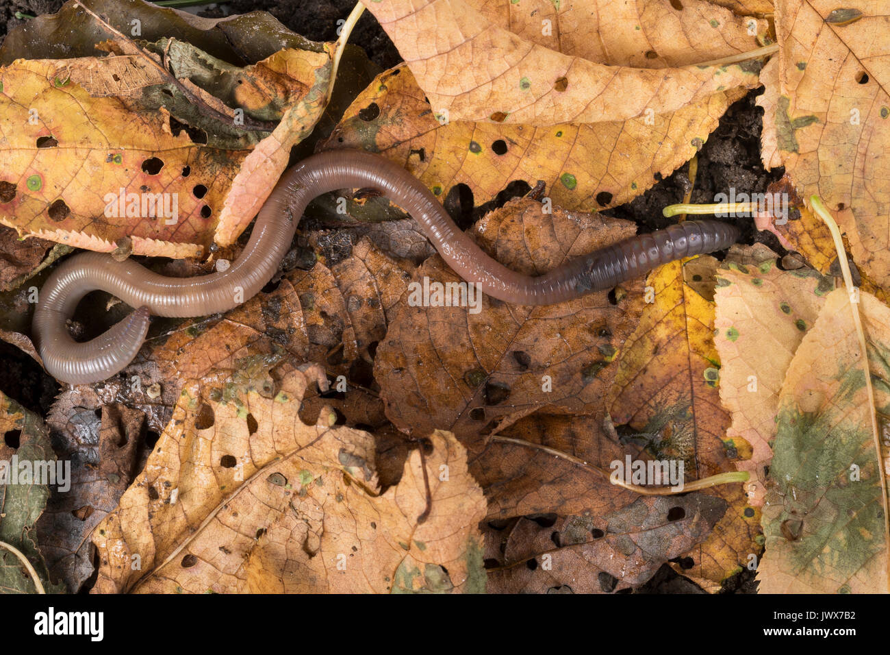 Les decomposeurs hi-res stock photography and images - Alamy