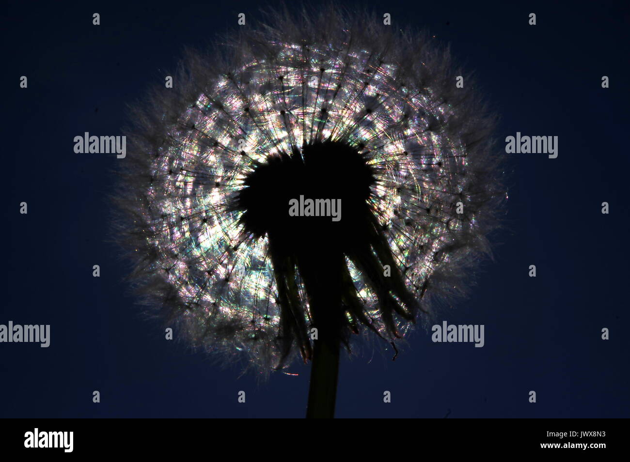 Backlit dandelion clock Stock Photo - Alamy