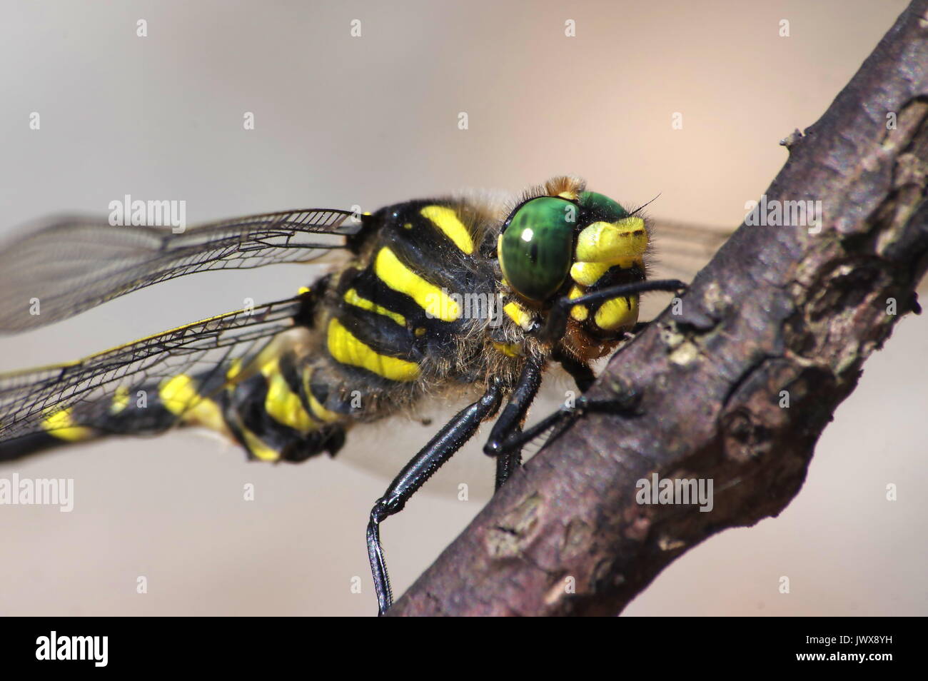 Golden ring dragonfly hi-res stock photography and images - Alamy