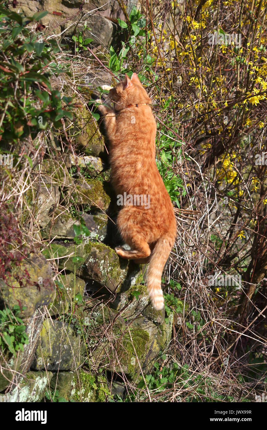 Ginger cat climbing up stone wall Stock Photo - Alamy