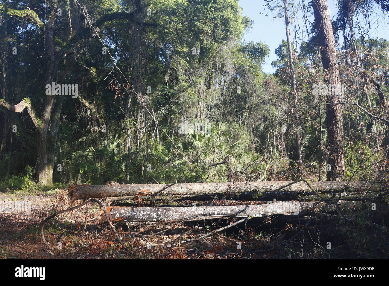 Logging deforestation hi-res stock photography and images - Alamy