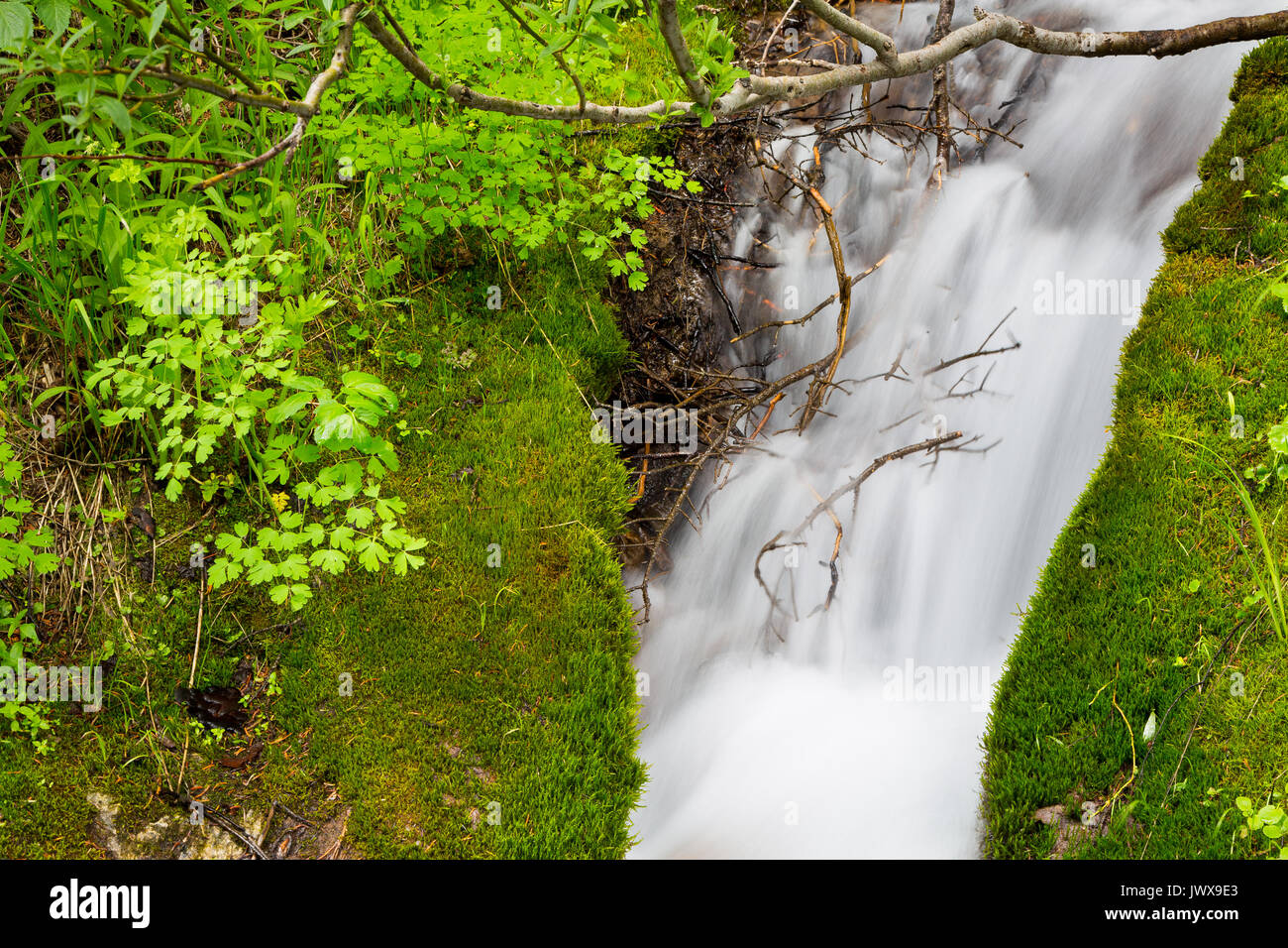 Waterfall stream with algae hi-res stock photography and images - Alamy