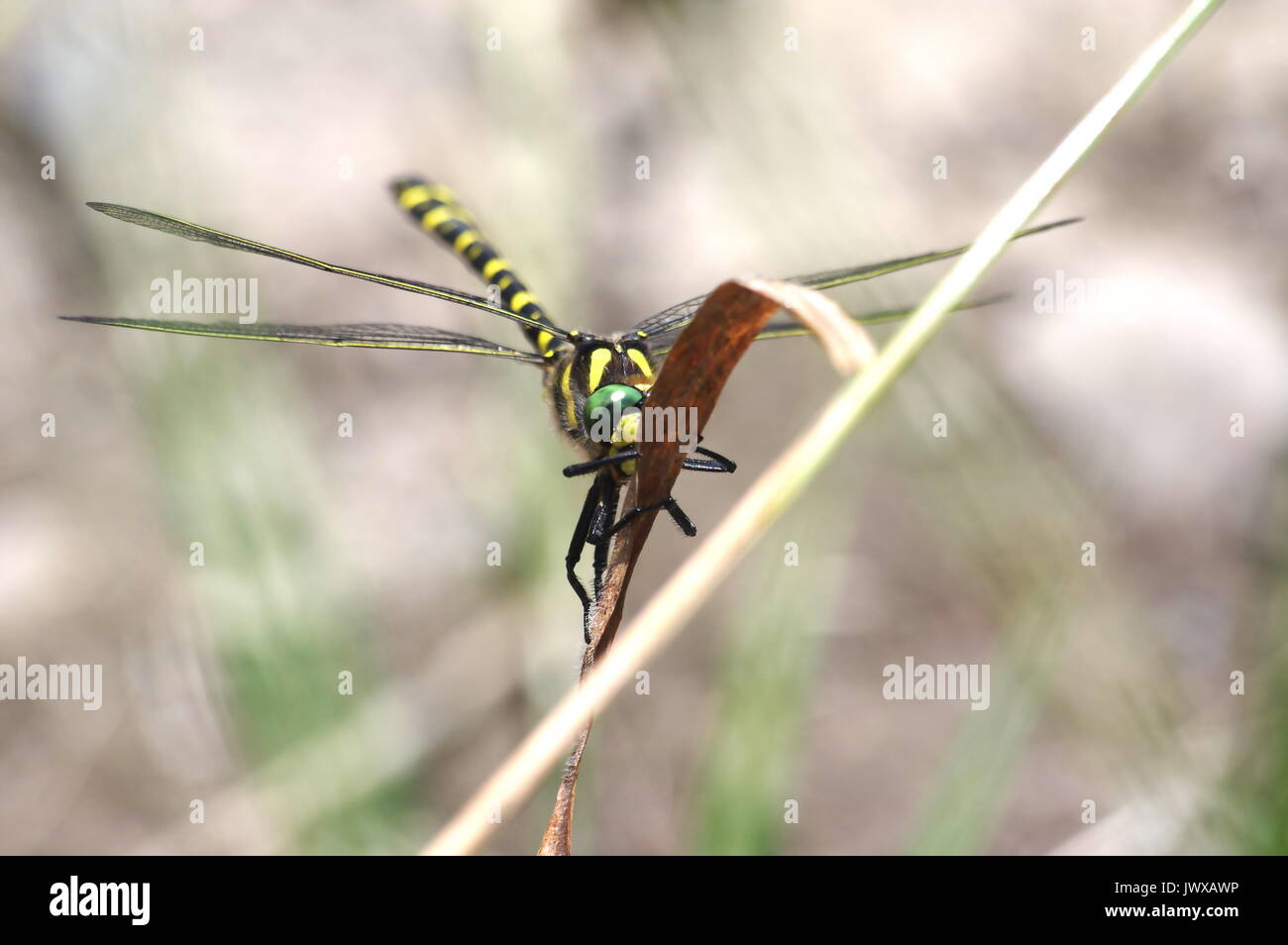 Golden ring dragonfly hi-res stock photography and images - Alamy