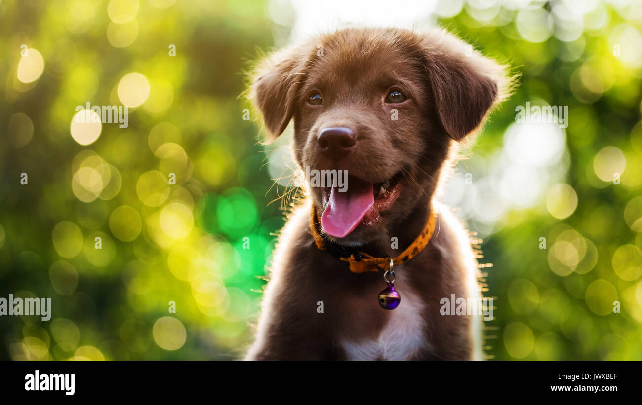 Happy labrador retriever hi-res stock photography and images - Alamy