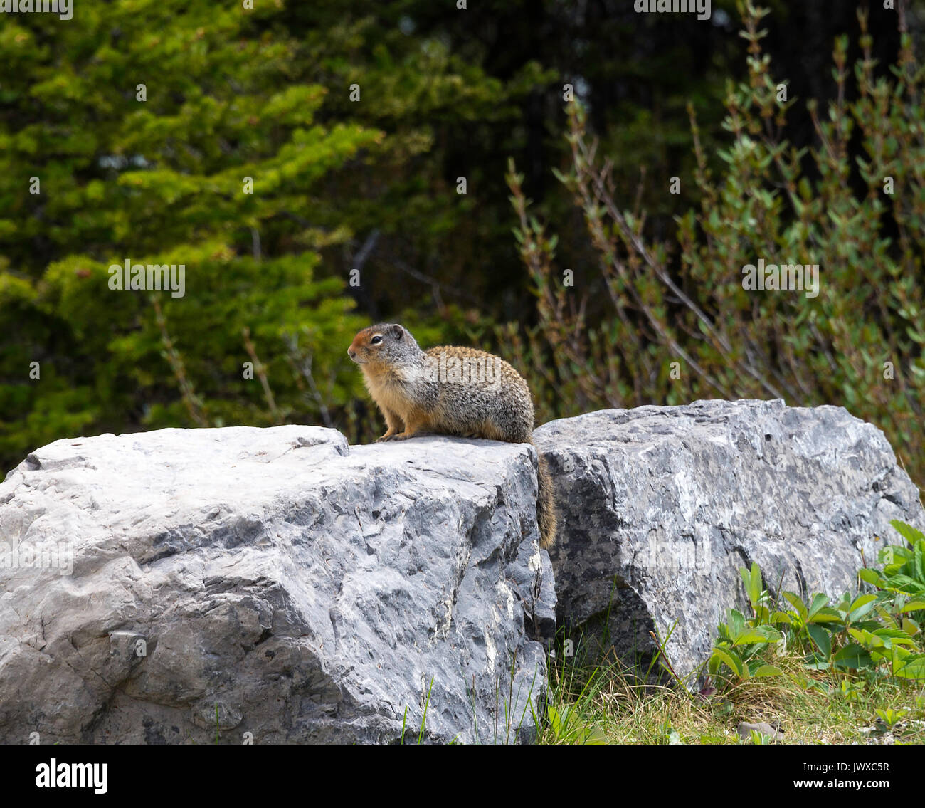 Long eared squirrel hi-res stock photography and images - Alamy