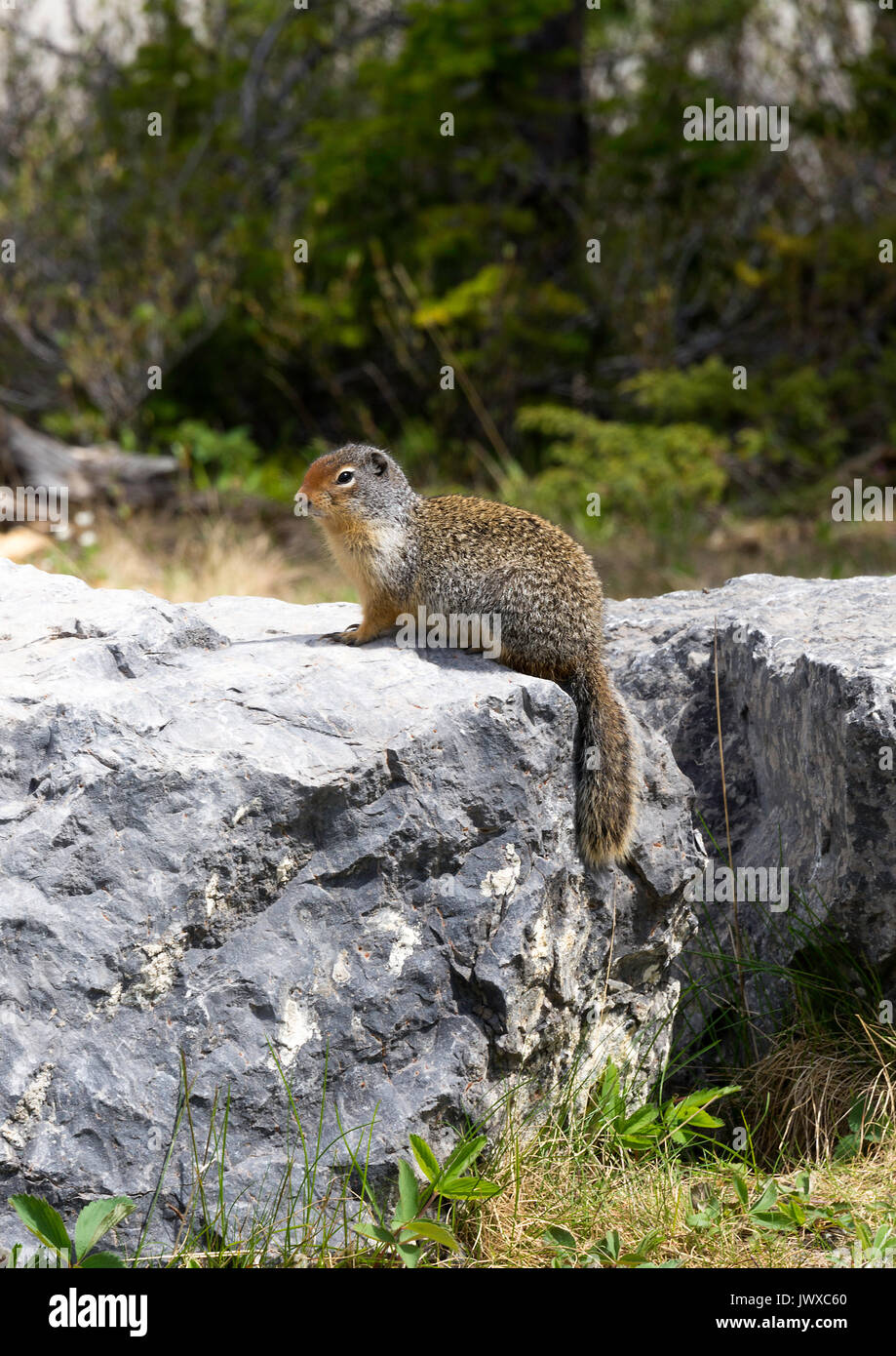 Ground Squirrel Sitting on a Rock by Upper Kananiskis Lake Alberta ...