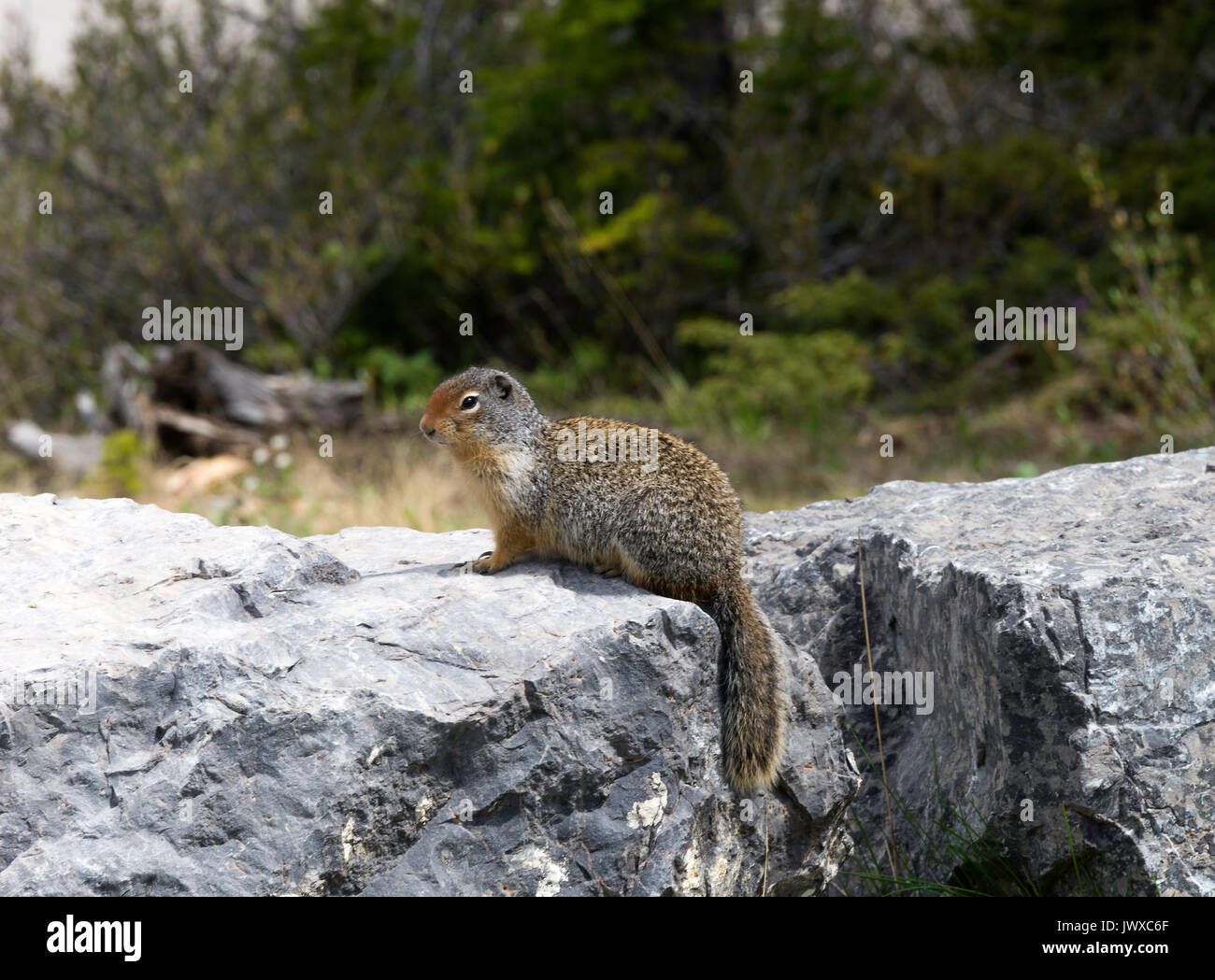 Ground Squirrel Sitting on a Rock by Upper Kananiskis Lake Alberta ...
