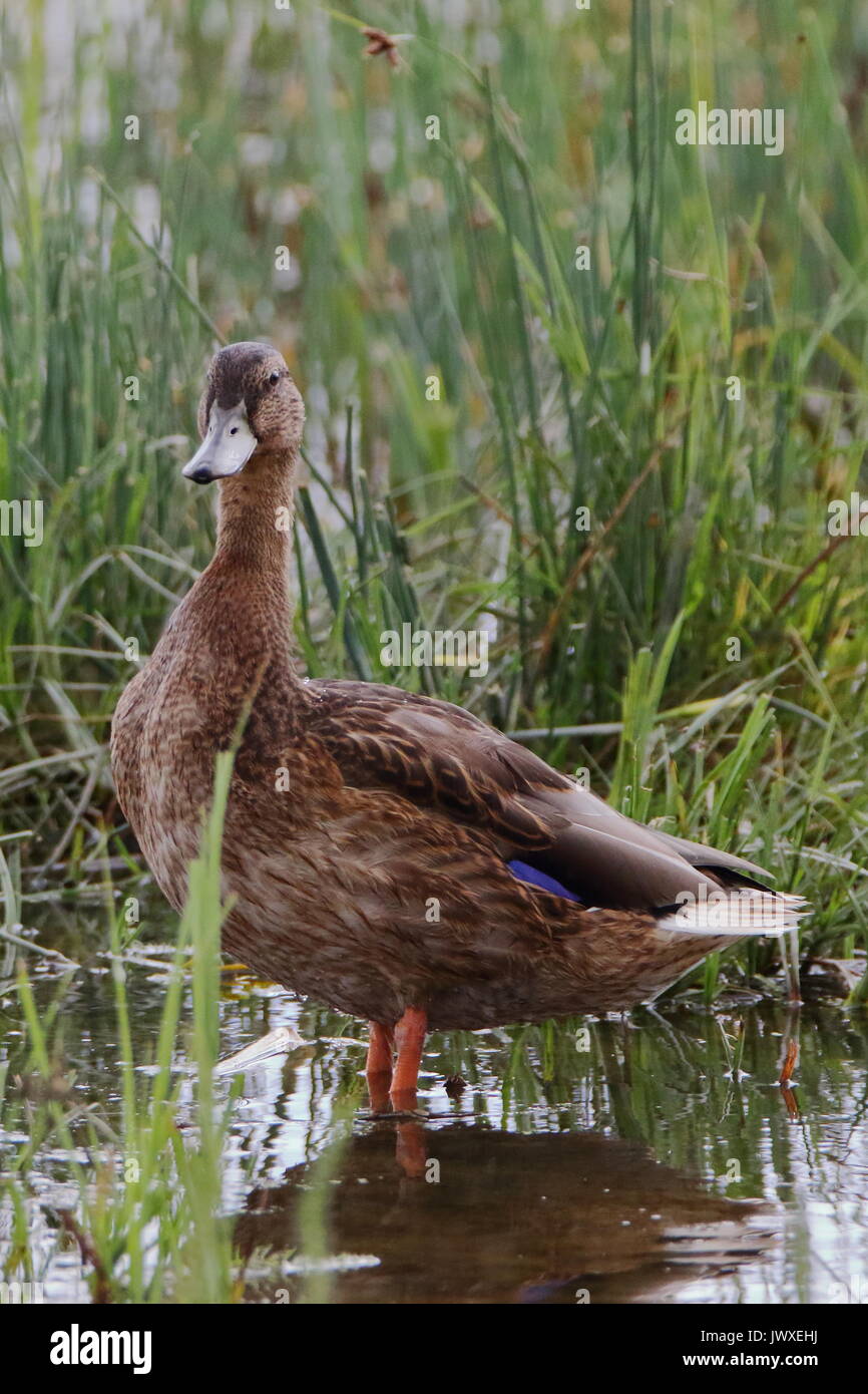 Weather for ducks hi-res stock photography and images - Alamy