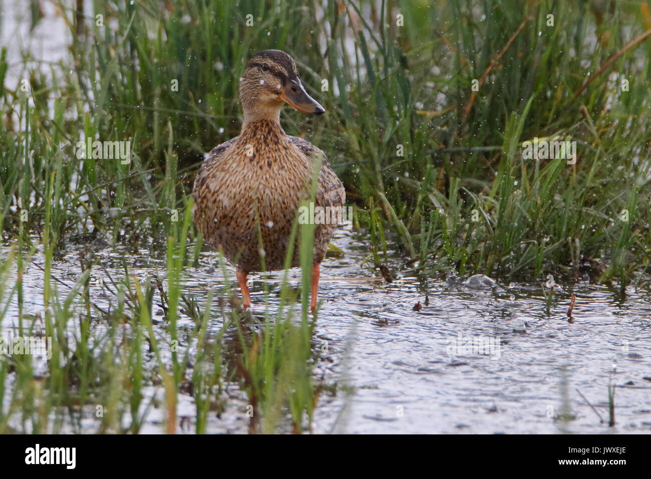 Great weather for ducks; Female mallard, Anas platyrhynchos, in the ...