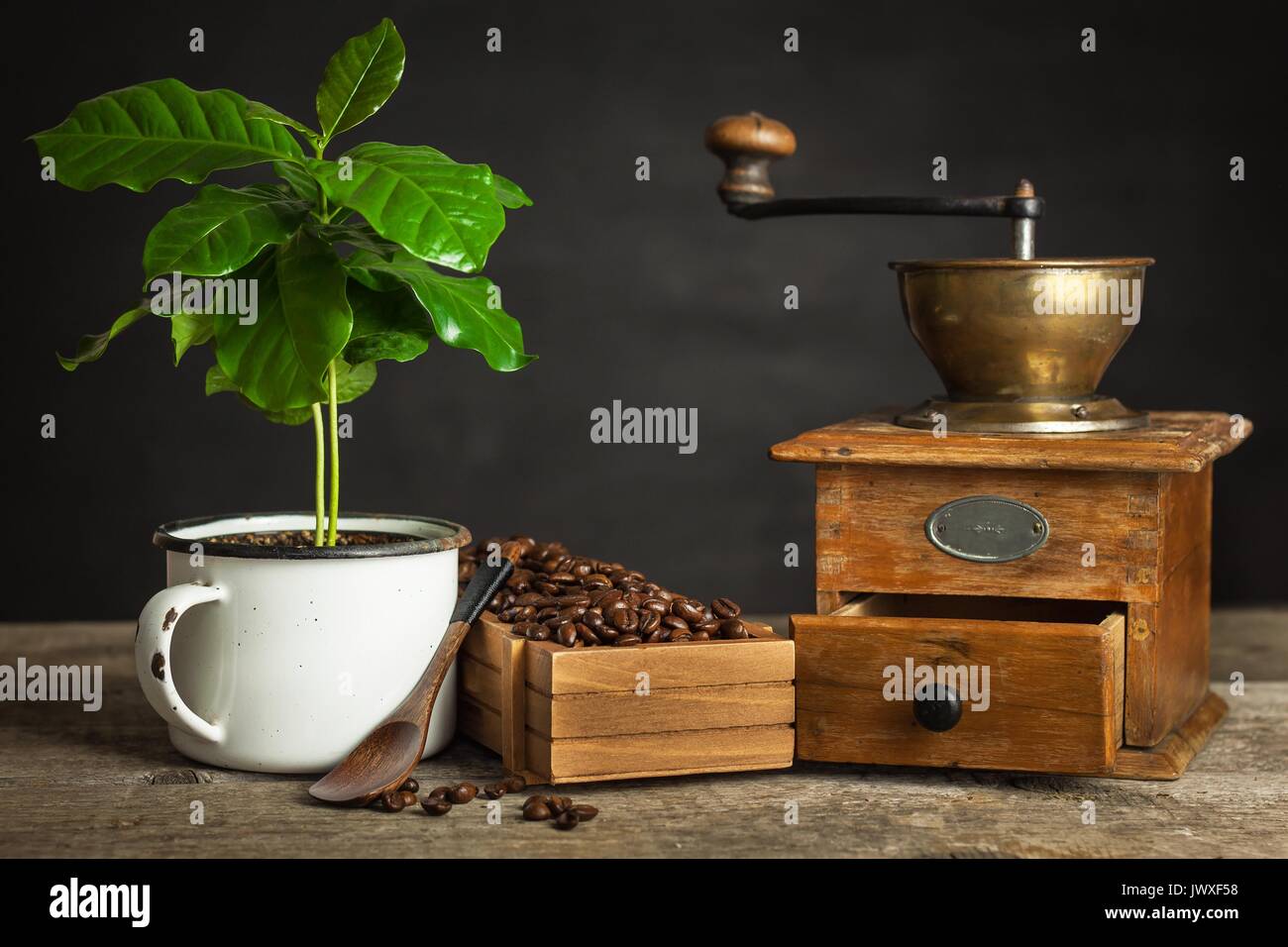 Coffee beans and coffee seedlings. Coffee trading. Crop production ...