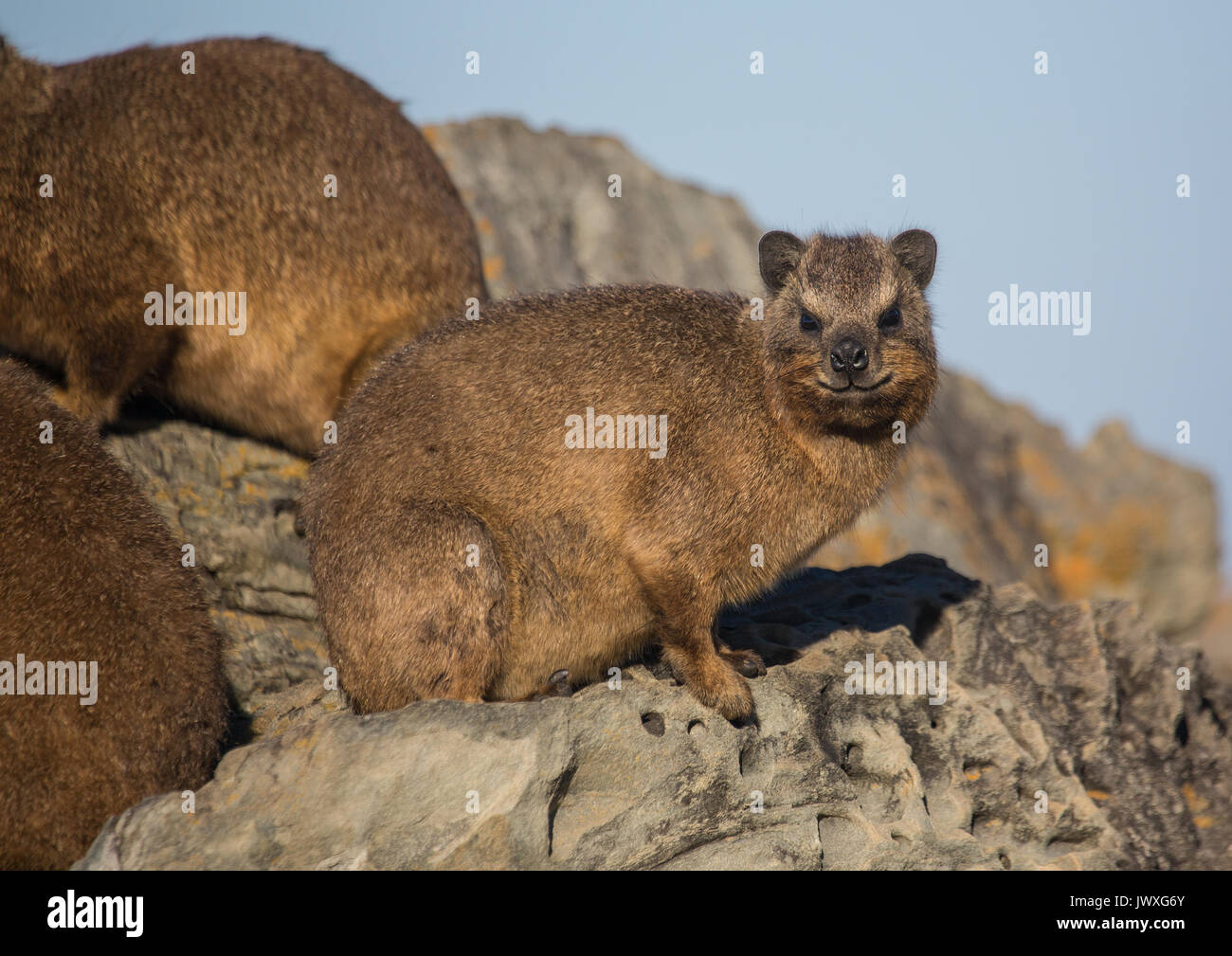 Sun bathing rock hyrax aka Procavia capensis at the Otter Trais at the ...