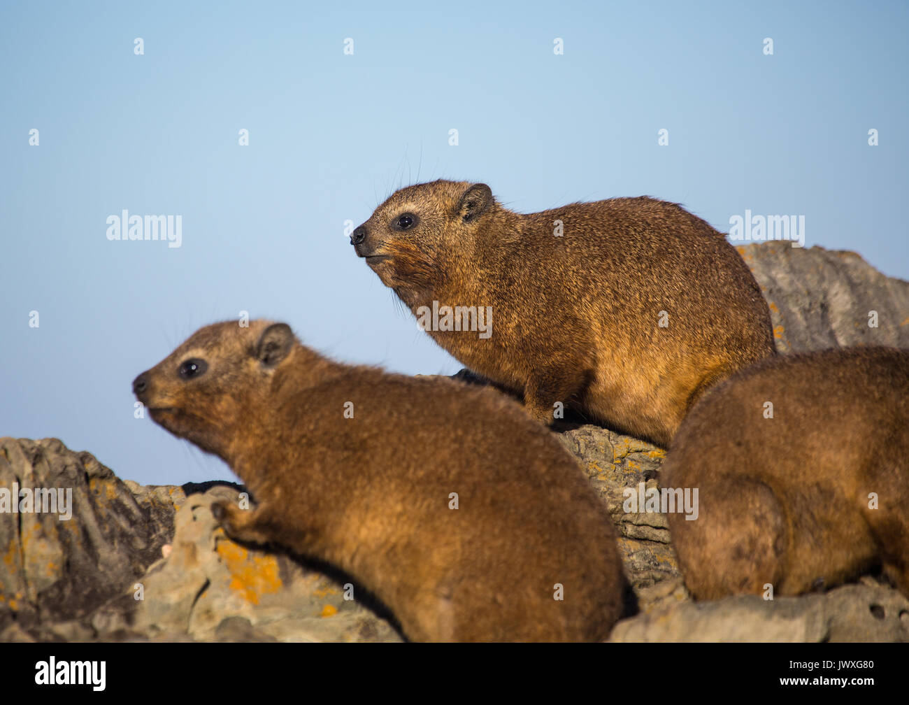 Indian badger hi-res stock photography and images - Alamy