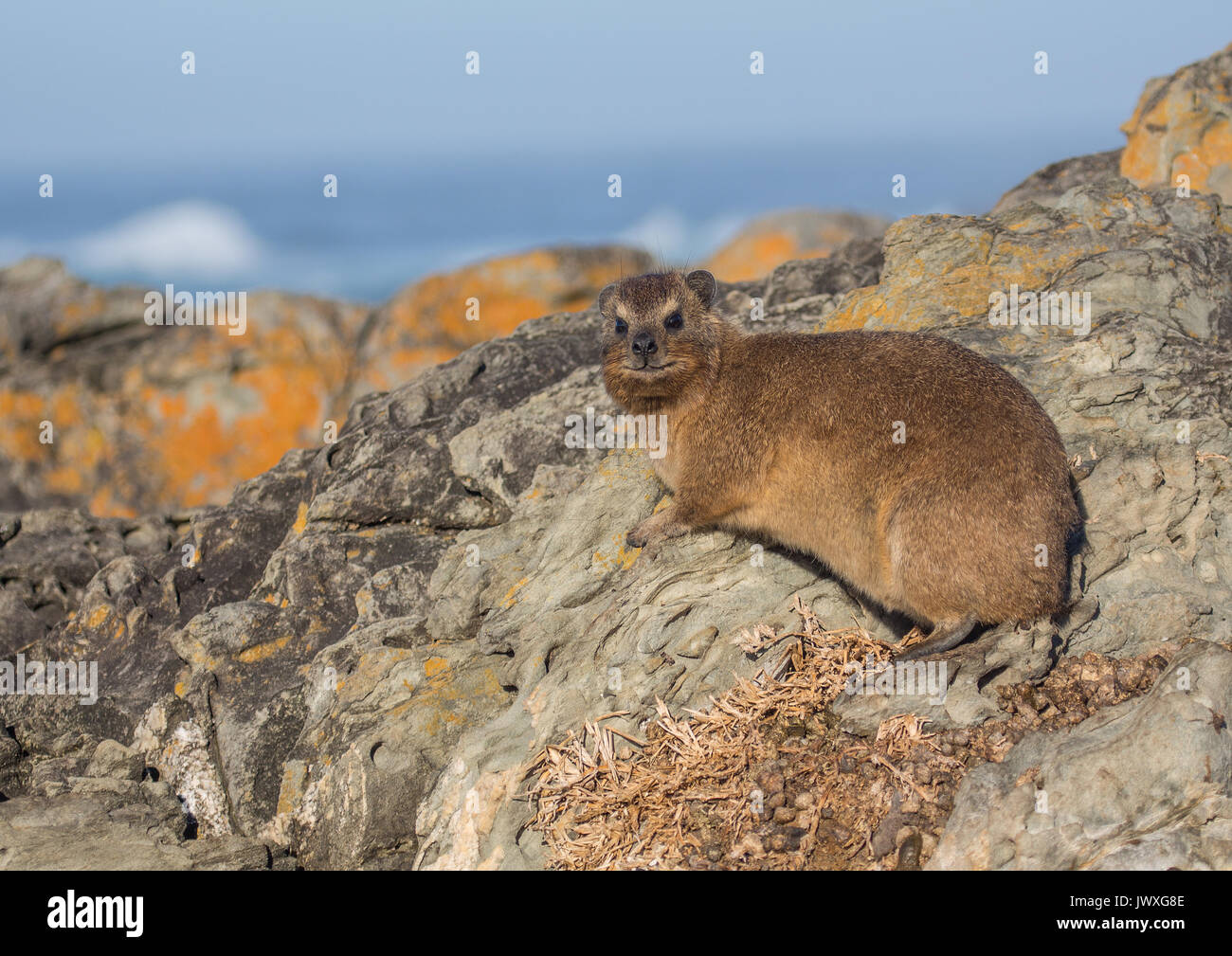 Sun bathing rock hyrax aka Procavia capensis at the Otter Trais at the ...