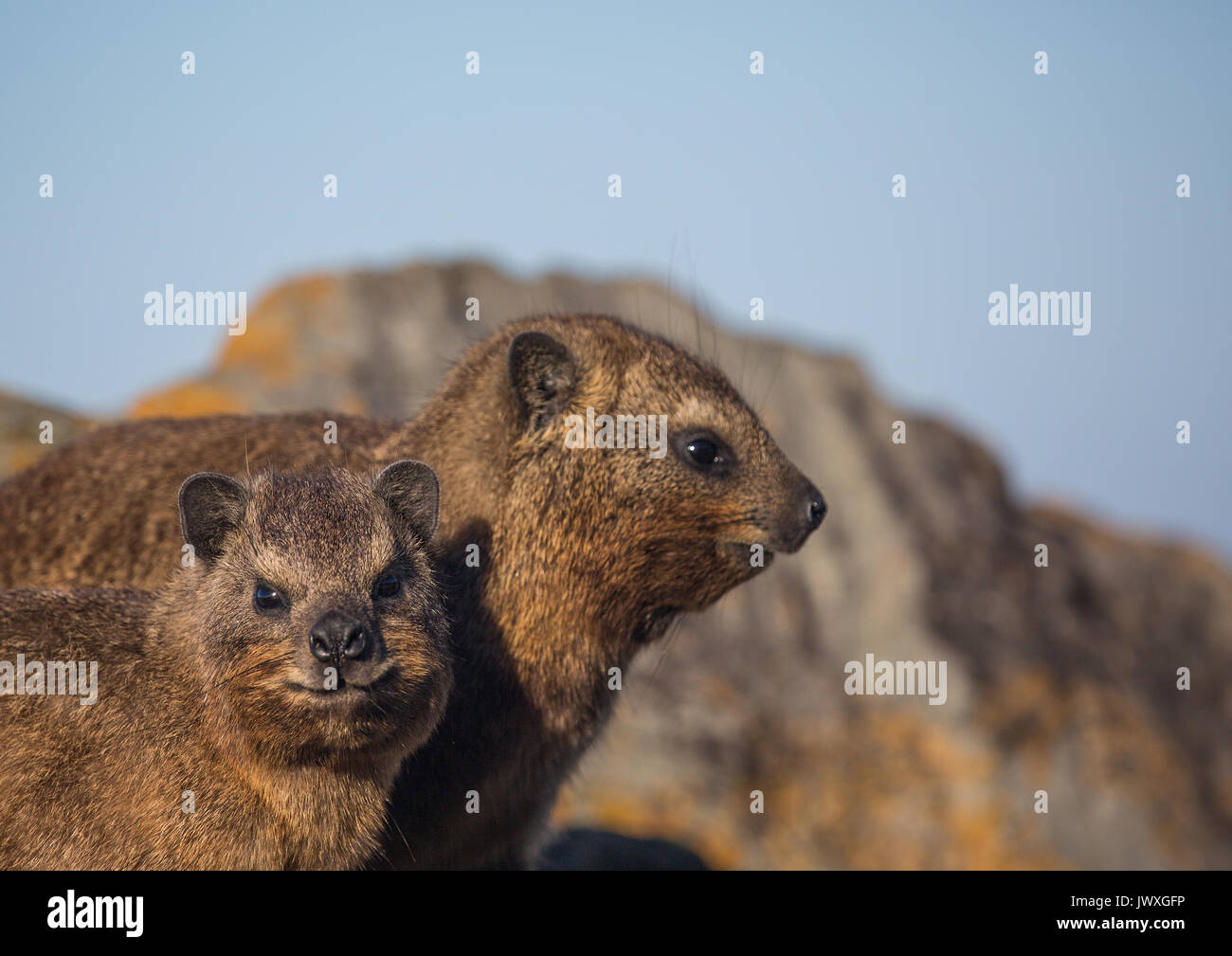 Sun bathing rock hyrax aka Procavia capensis at the Otter Trais at the ...