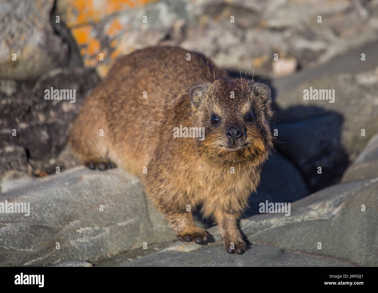 Sun bathing rock hyrax aka Procavia capensis at the Otter Trais at the ...
