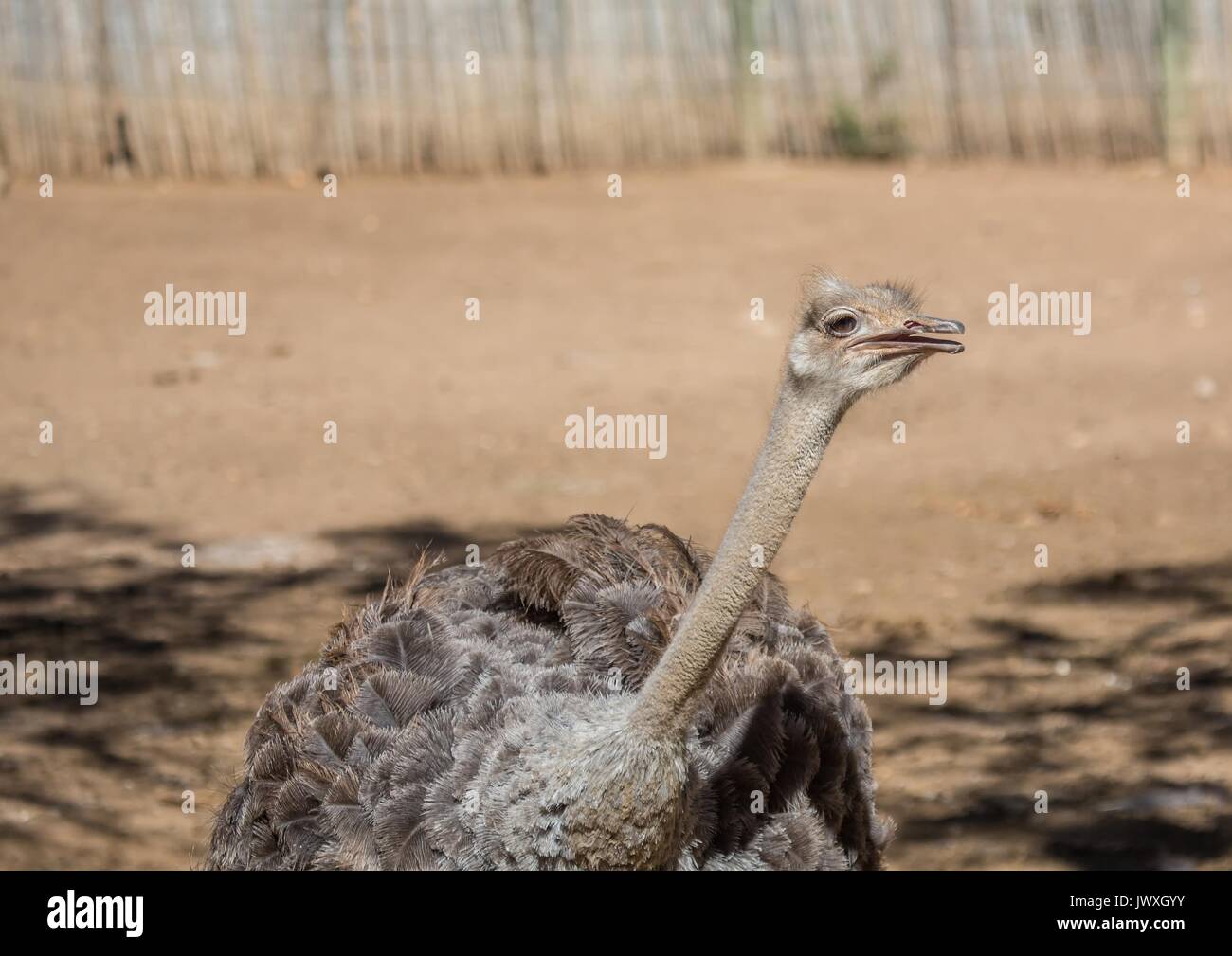 Ostrich on a farm near the city of Oudtshoorn in South Africa Stock ...