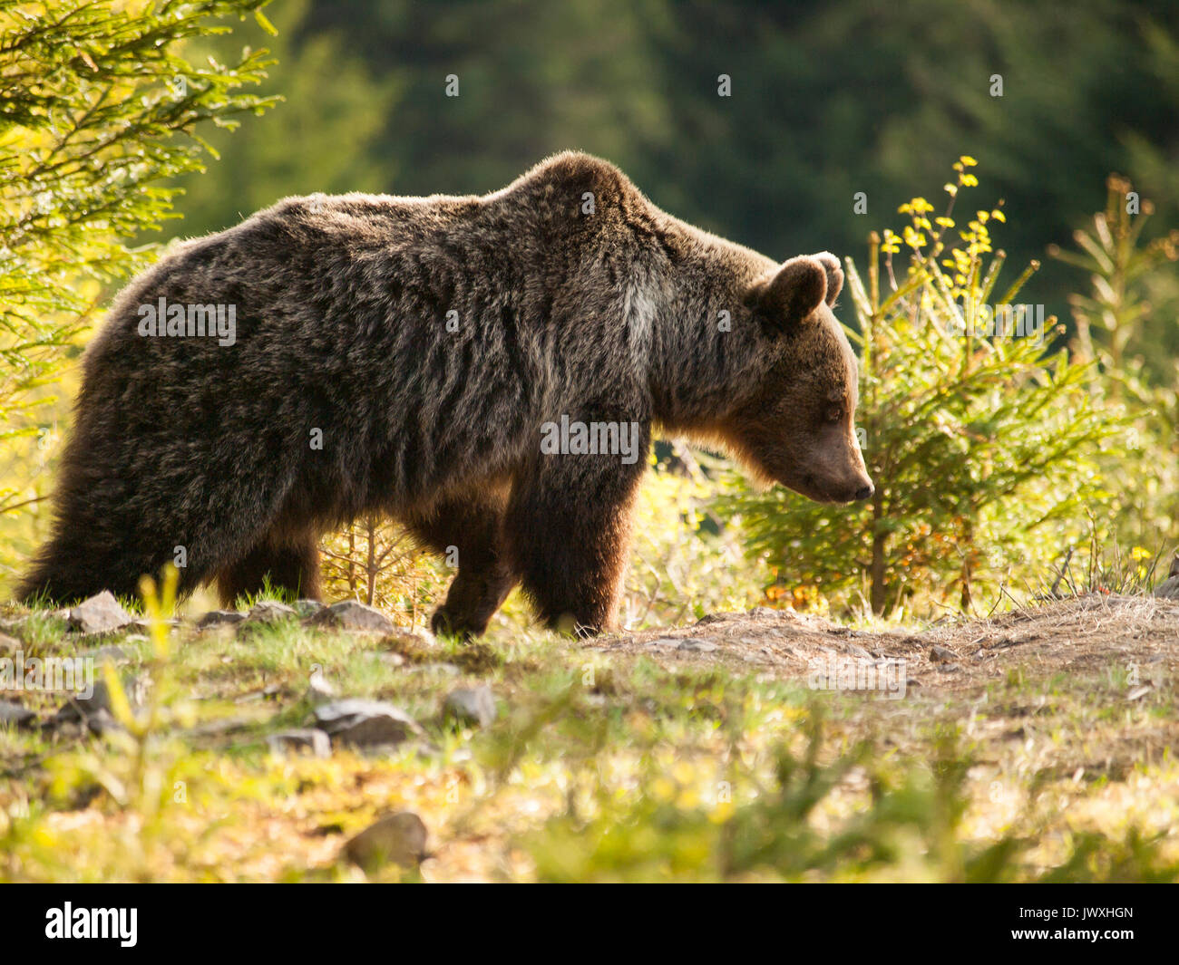 Eurasian brown bear - Ursus actor actor - Slovakia Stock Photo - Alamy