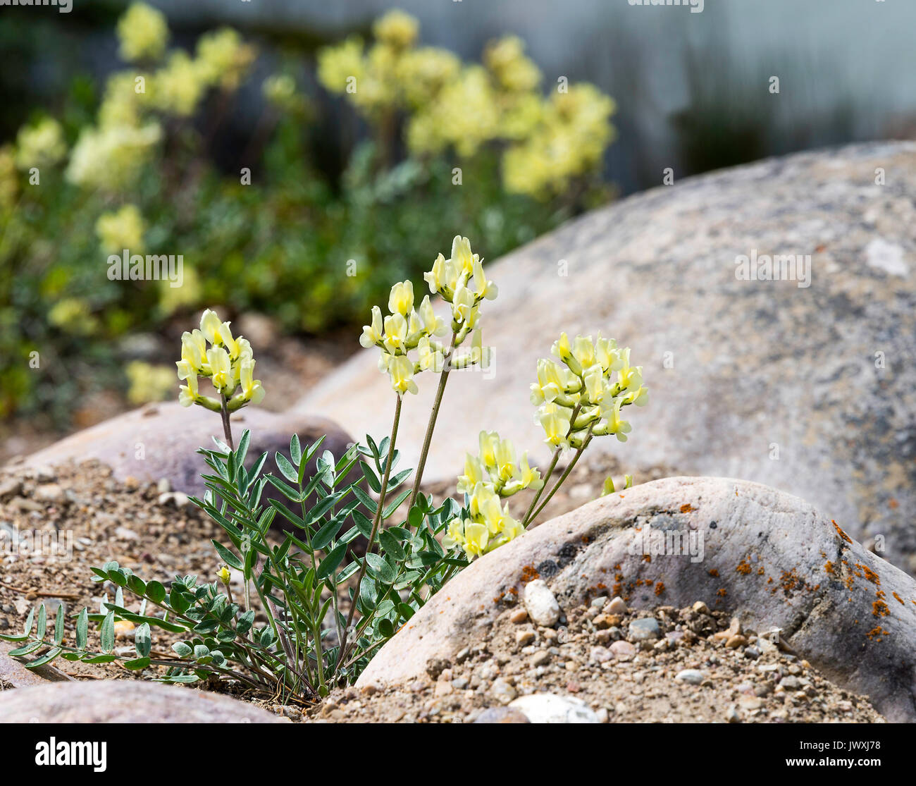 Pale Yellow Wild Common Toadflax Flowers near the Athabasca Falls in ...