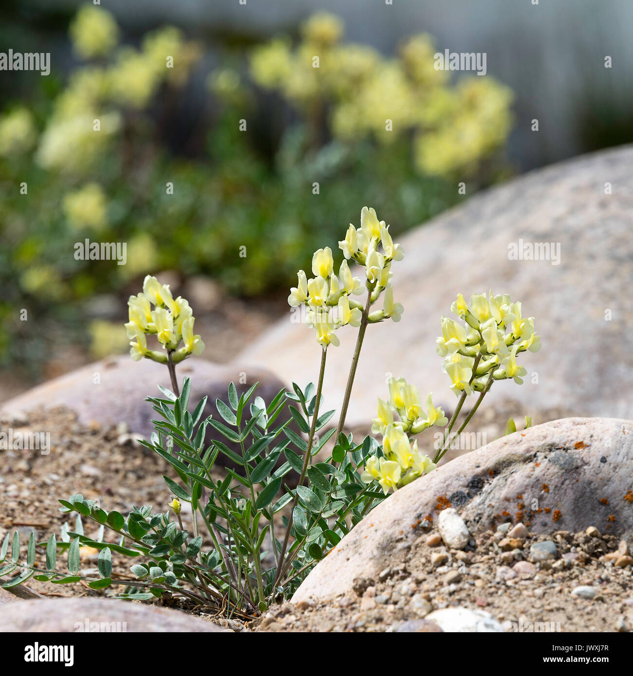 Pale Yellow Wild Common Toadflax Flowers near the Athabasca Falls in ...
