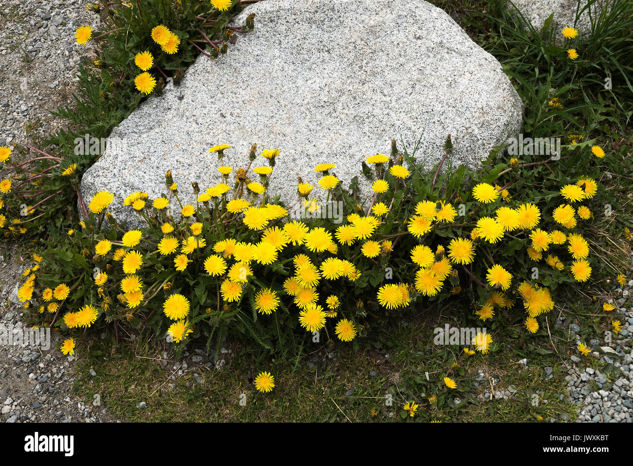 Large clump hi-res stock photography and images - Alamy