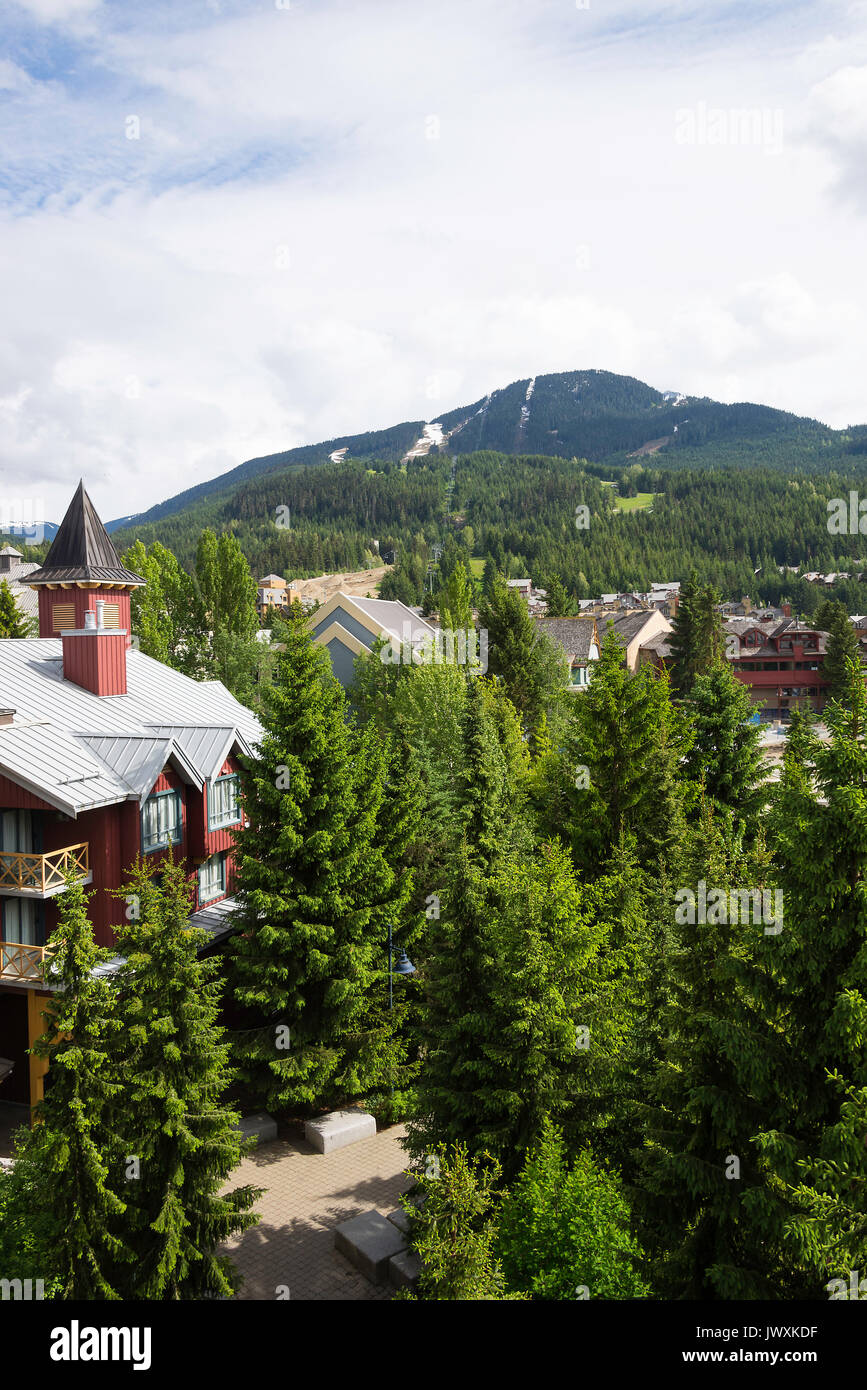 The Beautiful View of Pine Forest with Whistler Mountain from Central ...