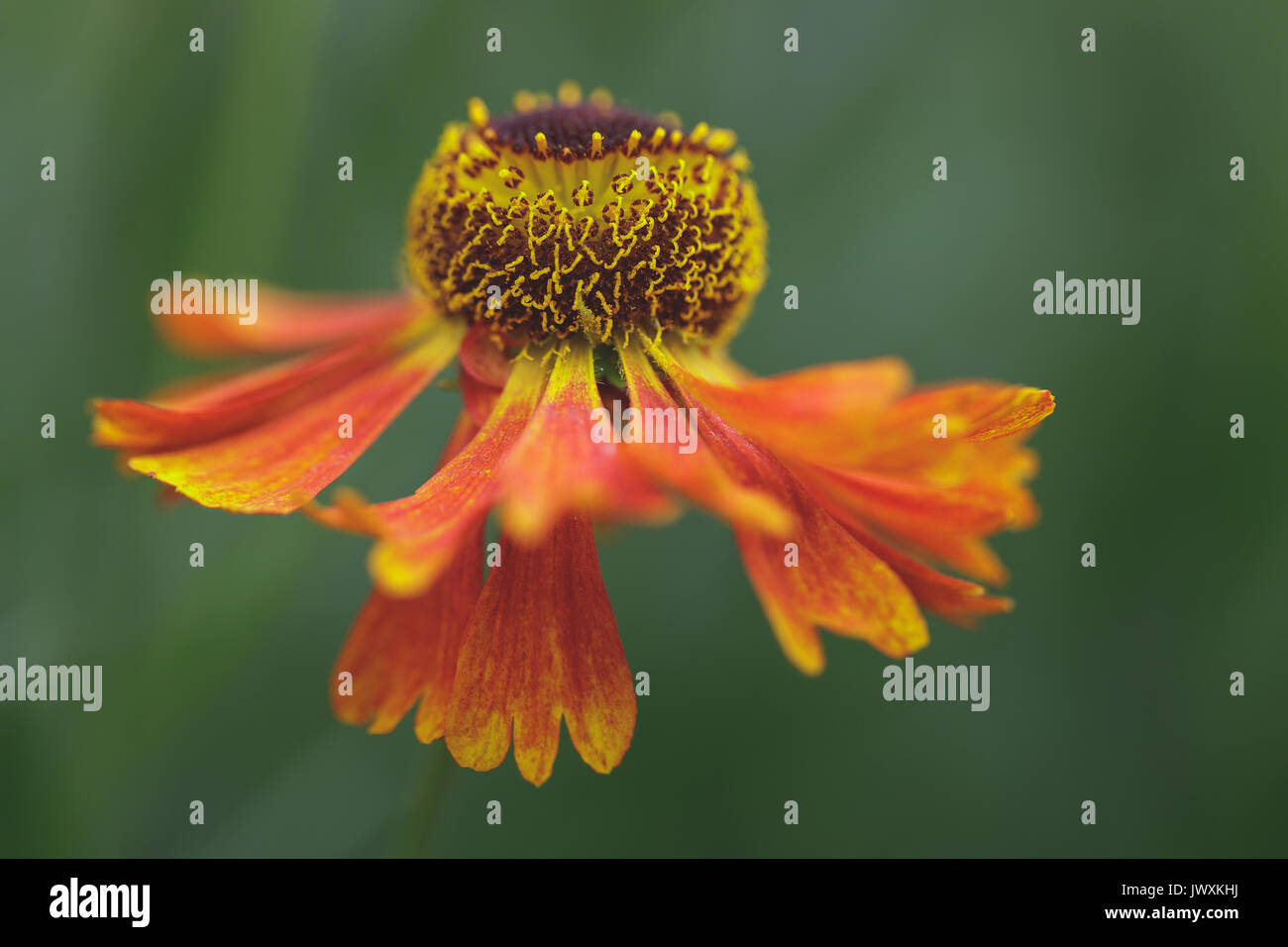 Orange helenium flower hi-res stock photography and images - Alamy