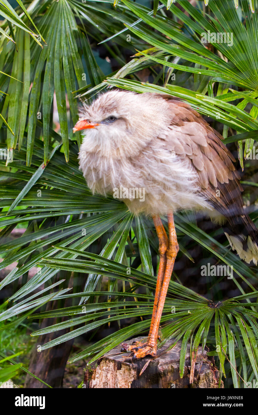 Red long-legged seriema bird (Cariama cristata) from the small bird ...