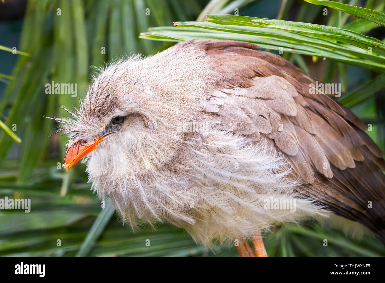Red long-legged seriema bird (Cariama cristata) from the small bird ...