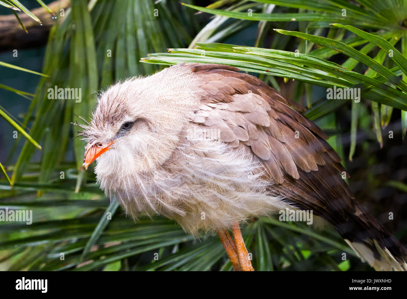 Red long-legged seriema bird (Cariama cristata) from the small bird ...