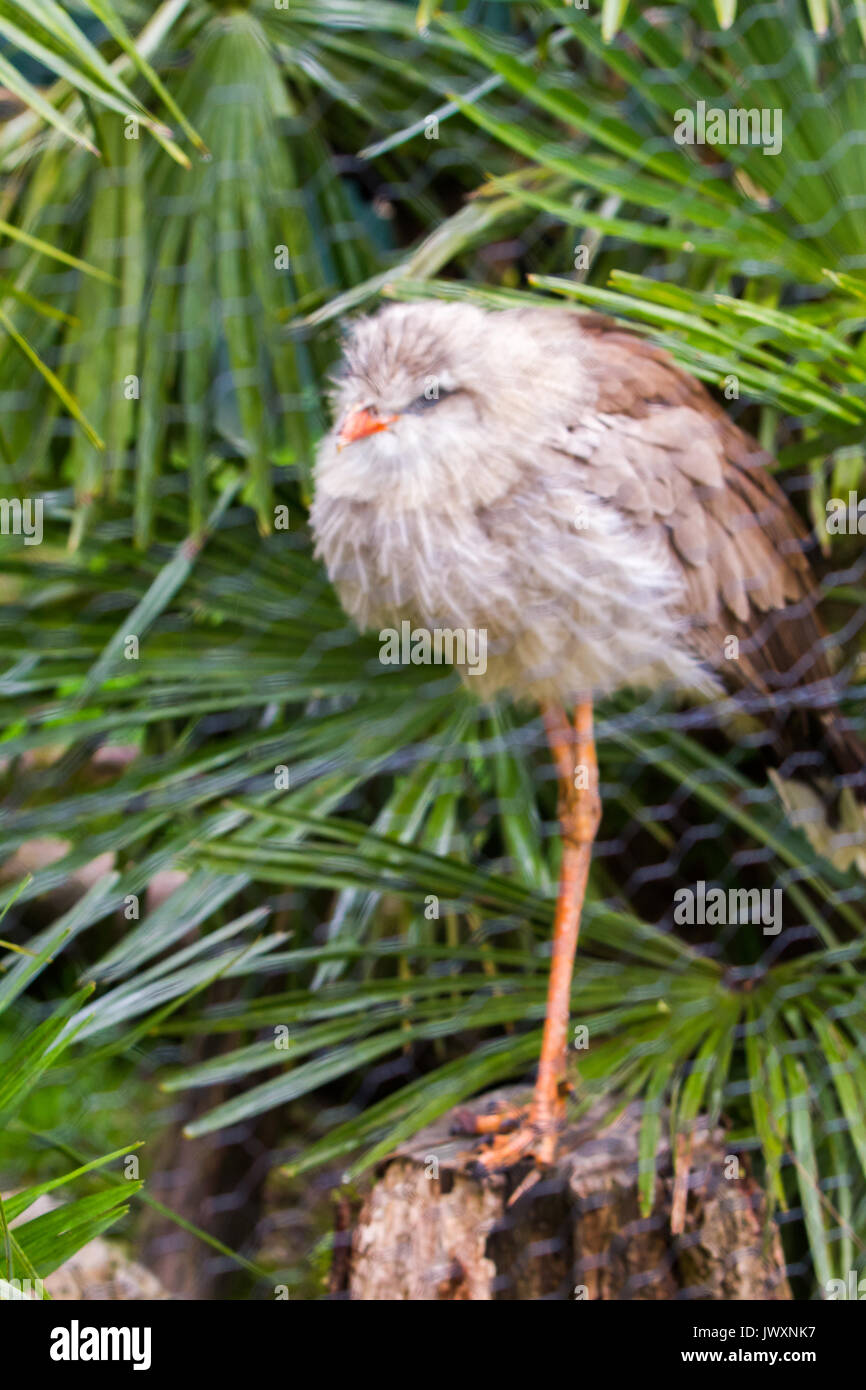 Red long-legged seriema bird (Cariama cristata) from the small bird ...