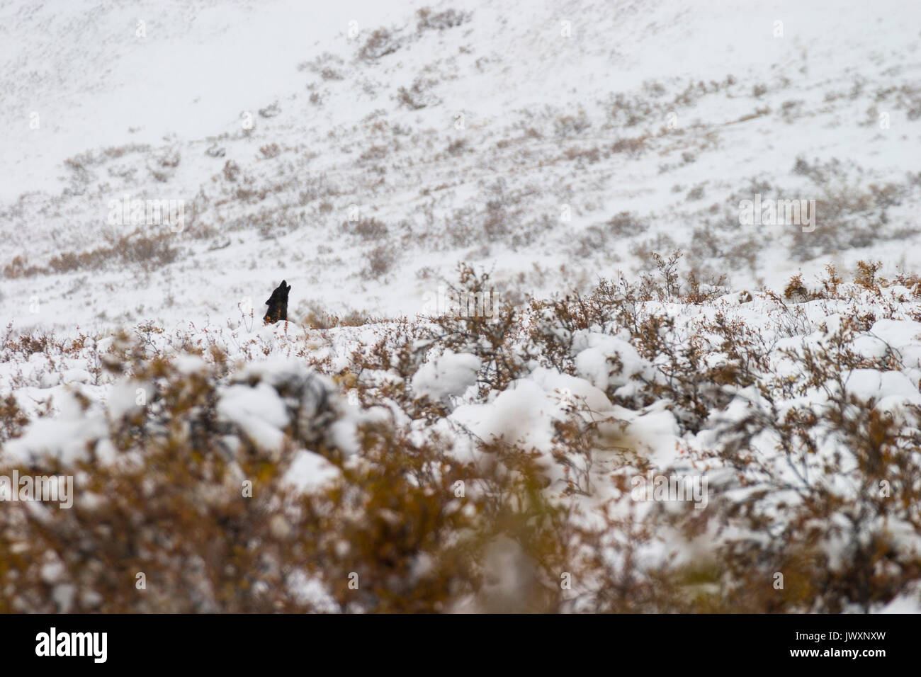Gray wolf (Canis lupus) howling while sitting on snow covered tundra in ...