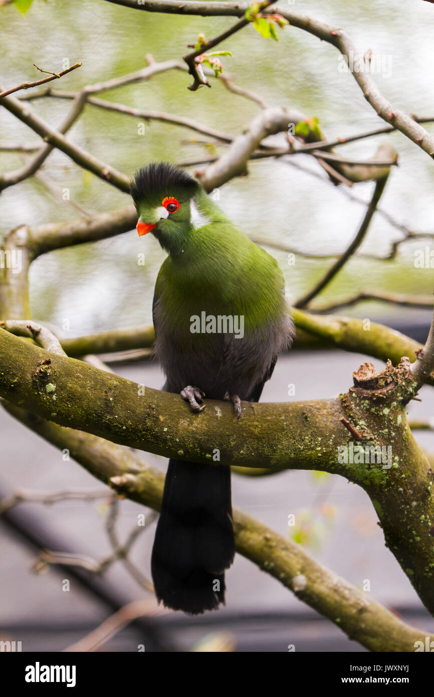 Portrait of subtropical Fischer's turaco (Tauraco fischeri), species of ...